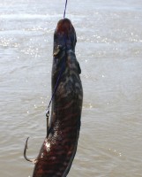 Como iscar a tuvira para pescar dourado :: PESCADORES DE PLANTAO